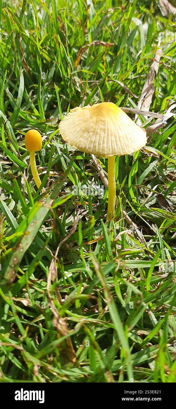 milky conecap (Conocybe apala Stock Photo - Alamy