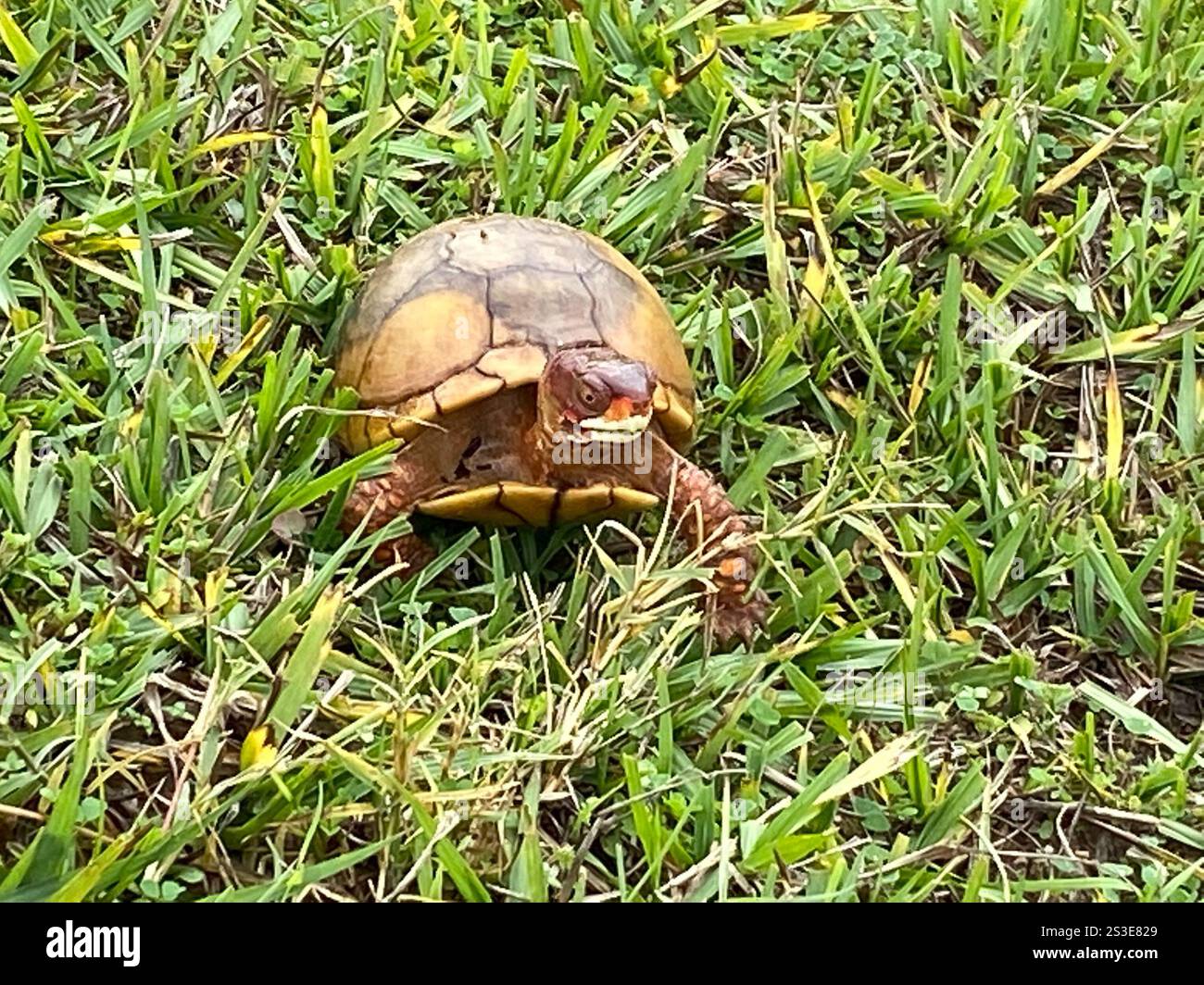 Three-toed Box Turtle (Terrapene triunguis Stock Photo - Alamy
