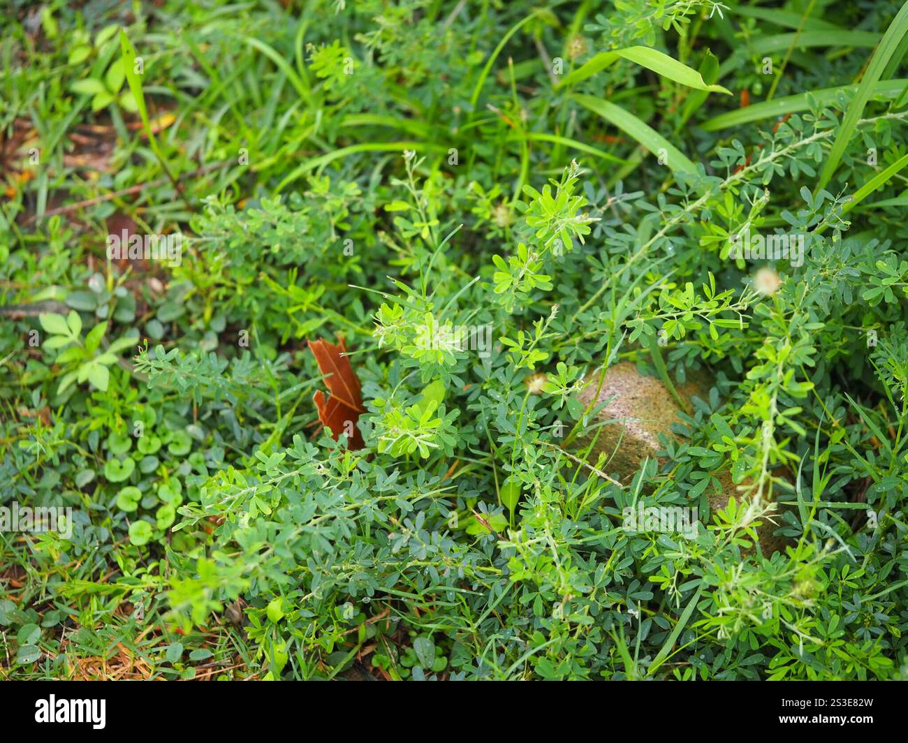Chinese bushclover (Lespedeza cuneata Stock Photo - Alamy