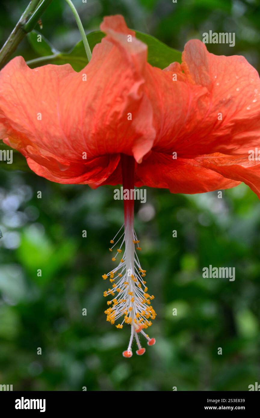 Hibiscus Fragilis (Orange Mauritius Mandrinette Hibiscus) Flower grown ...