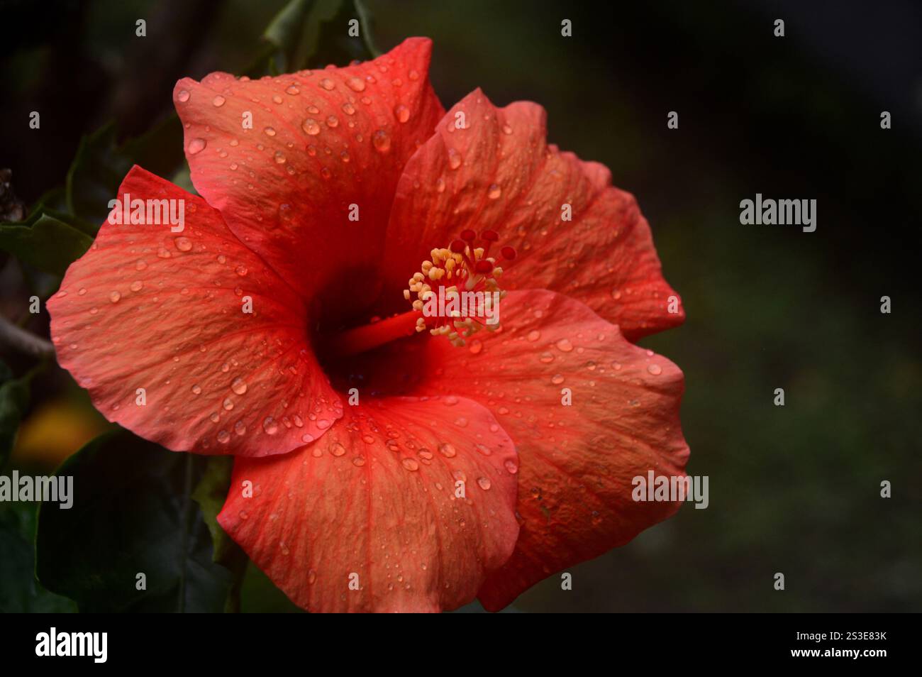 Hibiscus Fragilis (Orange Mauritius Mandrinette Hibiscus) Flower grown ...