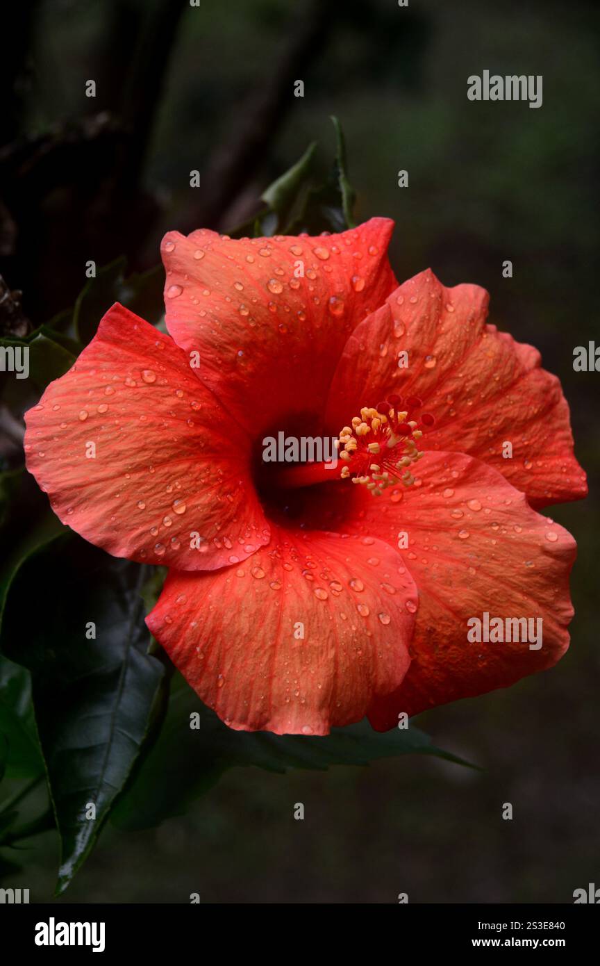 Hibiscus Fragilis (Orange Mauritius Mandrinette Hibiscus) Flower grown ...