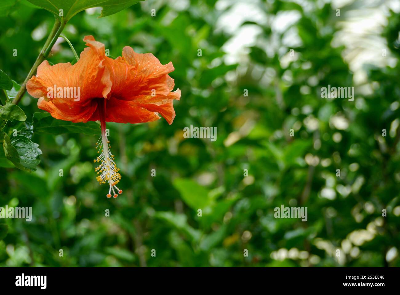 Hibiscus Fragilis (Orange Mauritius Mandrinette Hibiscus) Flower grown ...