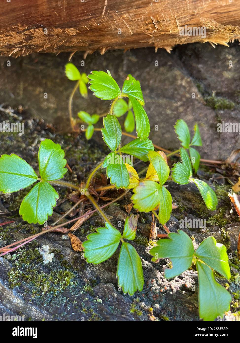 beach strawberry (Fragaria chiloensis Stock Photo - Alamy