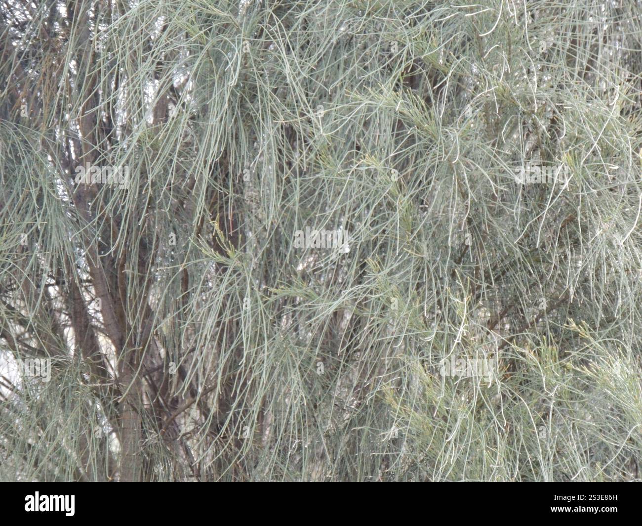 Drooping She-oak (Allocasuarina verticillata Stock Photo - Alamy