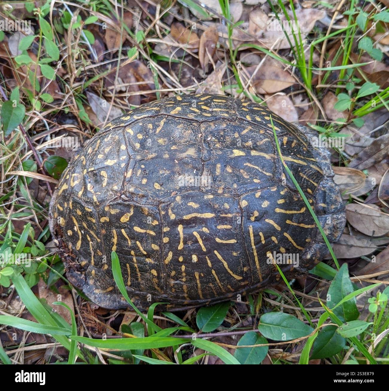 Florida Box Turtle (Terrapene carolina bauri Stock Photo - Alamy