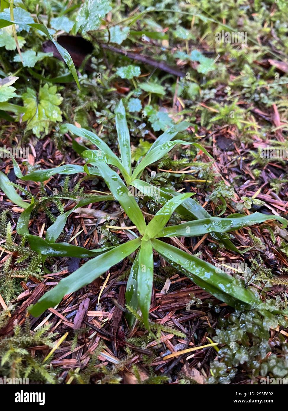 Small-flower Woodrush (Luzula parviflora Stock Photo - Alamy