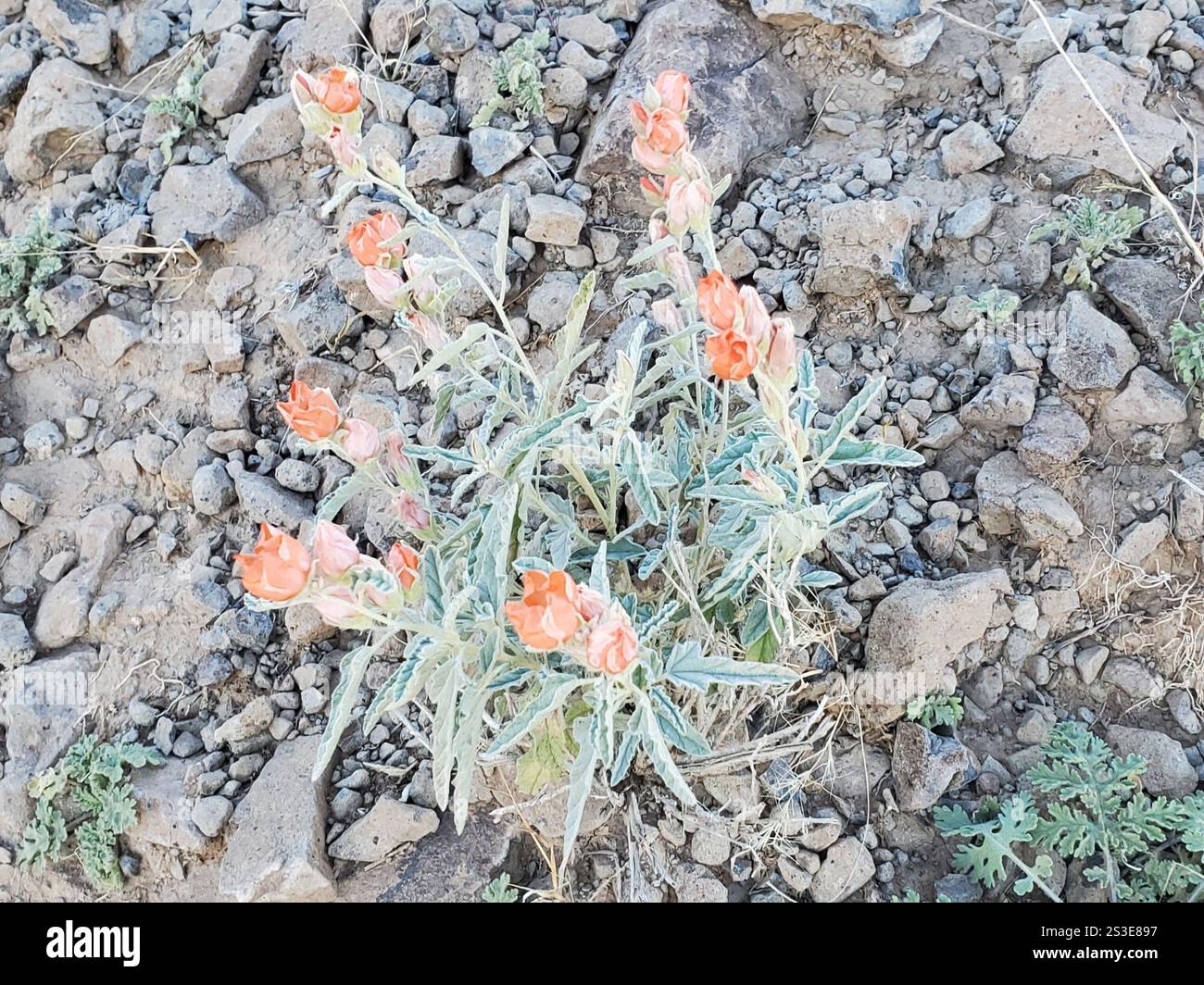 spear globemallow (Sphaeralcea hastulata Stock Photo - Alamy