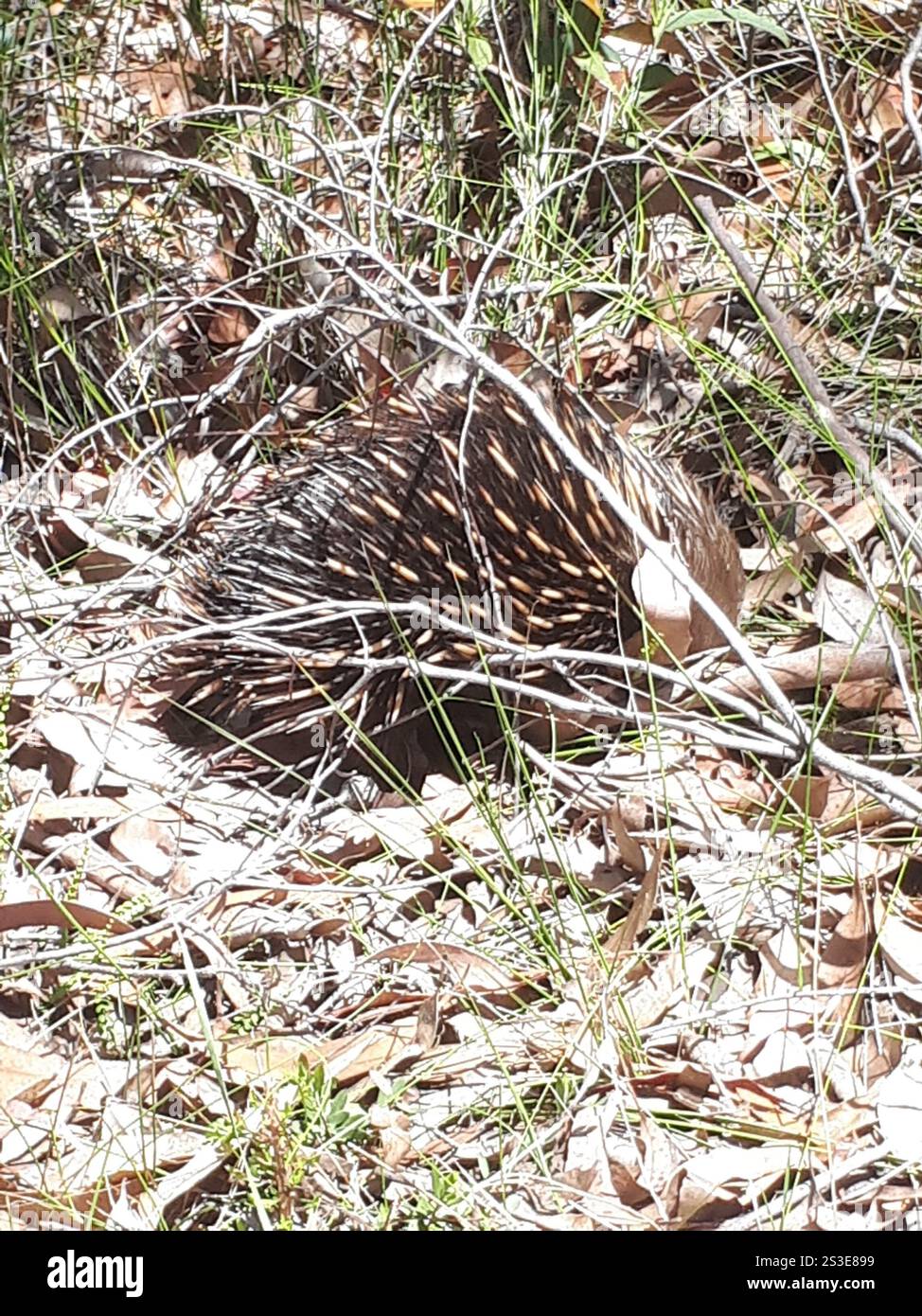 Eastern Short-beaked Echidna (Tachyglossus aculeatus aculeatus Stock ...