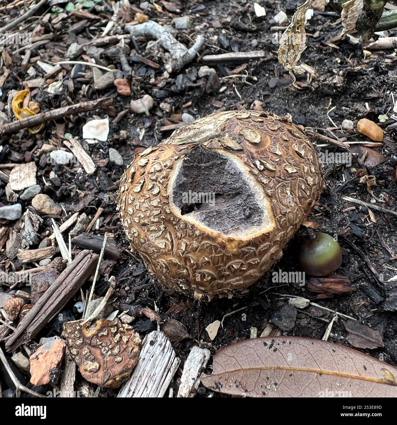 common earthball (Scleroderma citrinum Stock Photo - Alamy