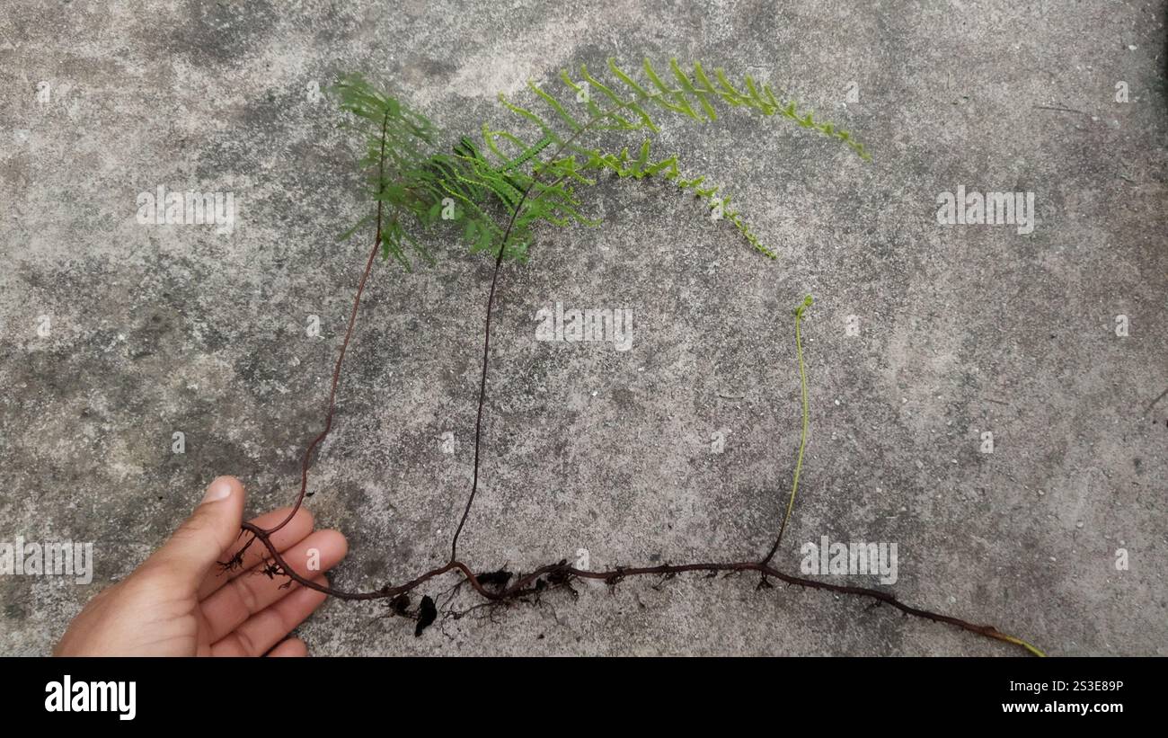 Coral Fern (Gleichenia polypodioides Stock Photo - Alamy