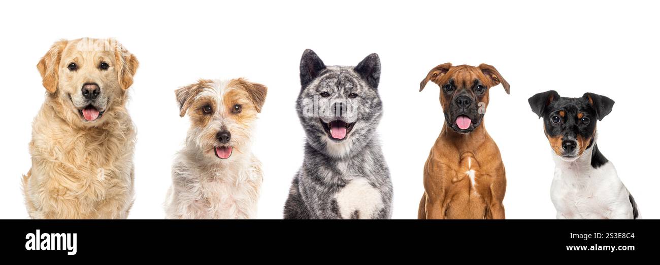 Collage of Five different dogs breeds and size looking happy at the camera and panting on a ...