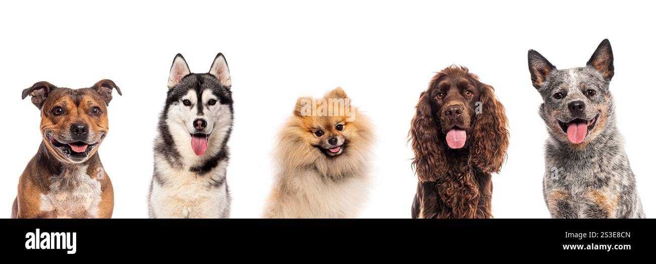 Collage of Five different dogs breeds and size looking happy at the camera and panting on a ...