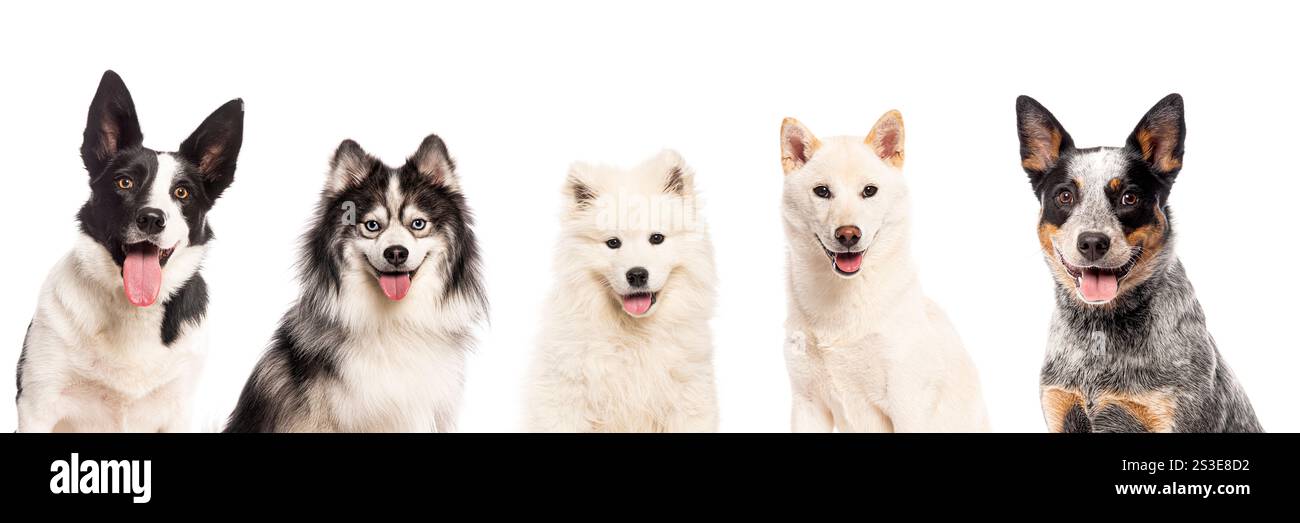 Collage of Five different dogs breeds and size looking happy at the camera and panting on a ...