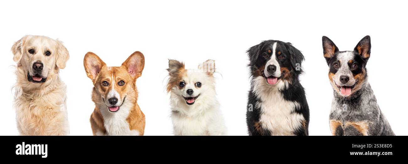 Collage of Five different dogs breeds and size looking happy at the camera and panting on a ...