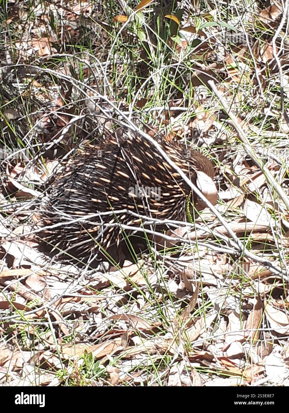 Eastern Short-beaked Echidna (Tachyglossus aculeatus aculeatus Stock ...