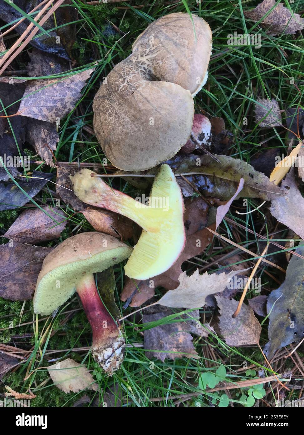 Red-cracking Bolete (Xerocomellus chrysenteron Stock Photo - Alamy