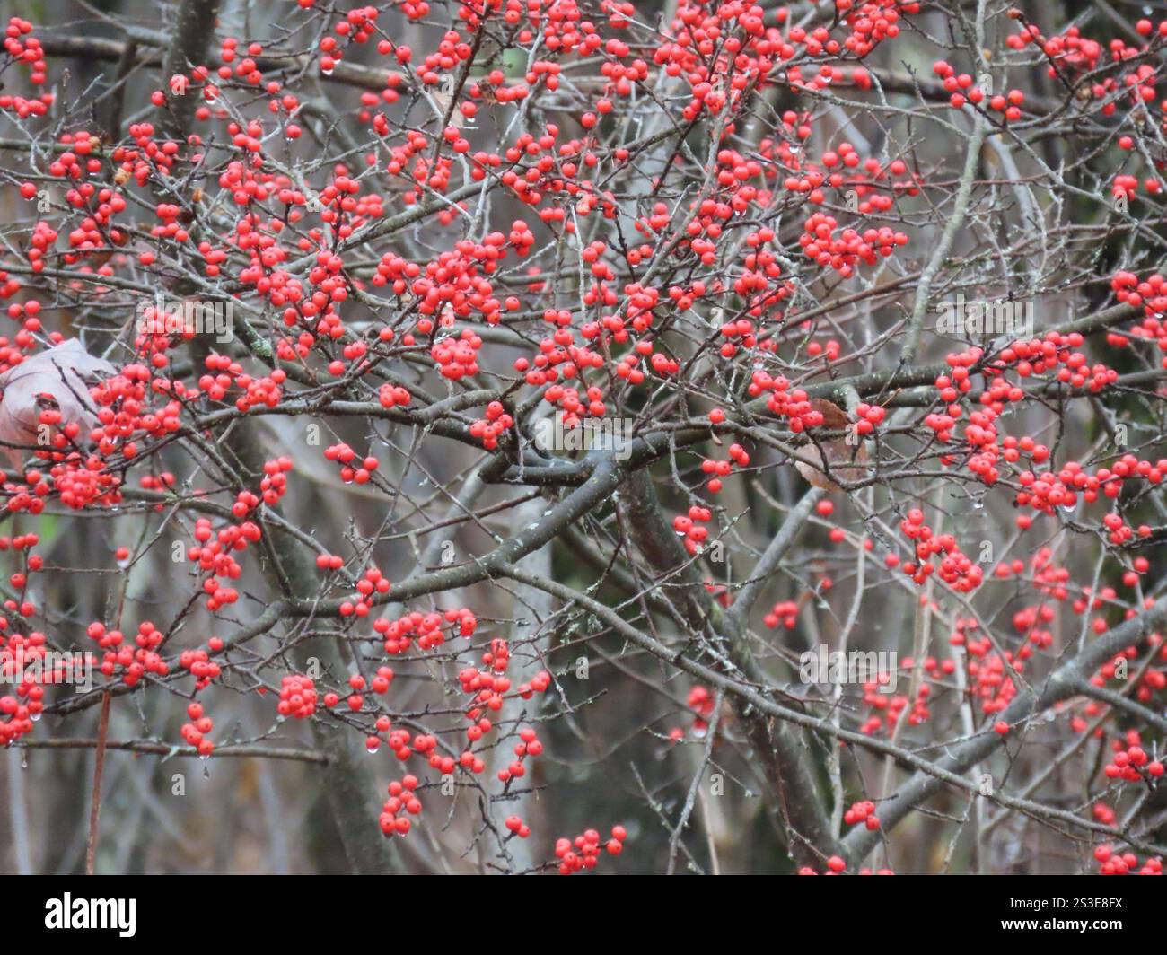 winterberry holly (Ilex verticillata Stock Photo - Alamy