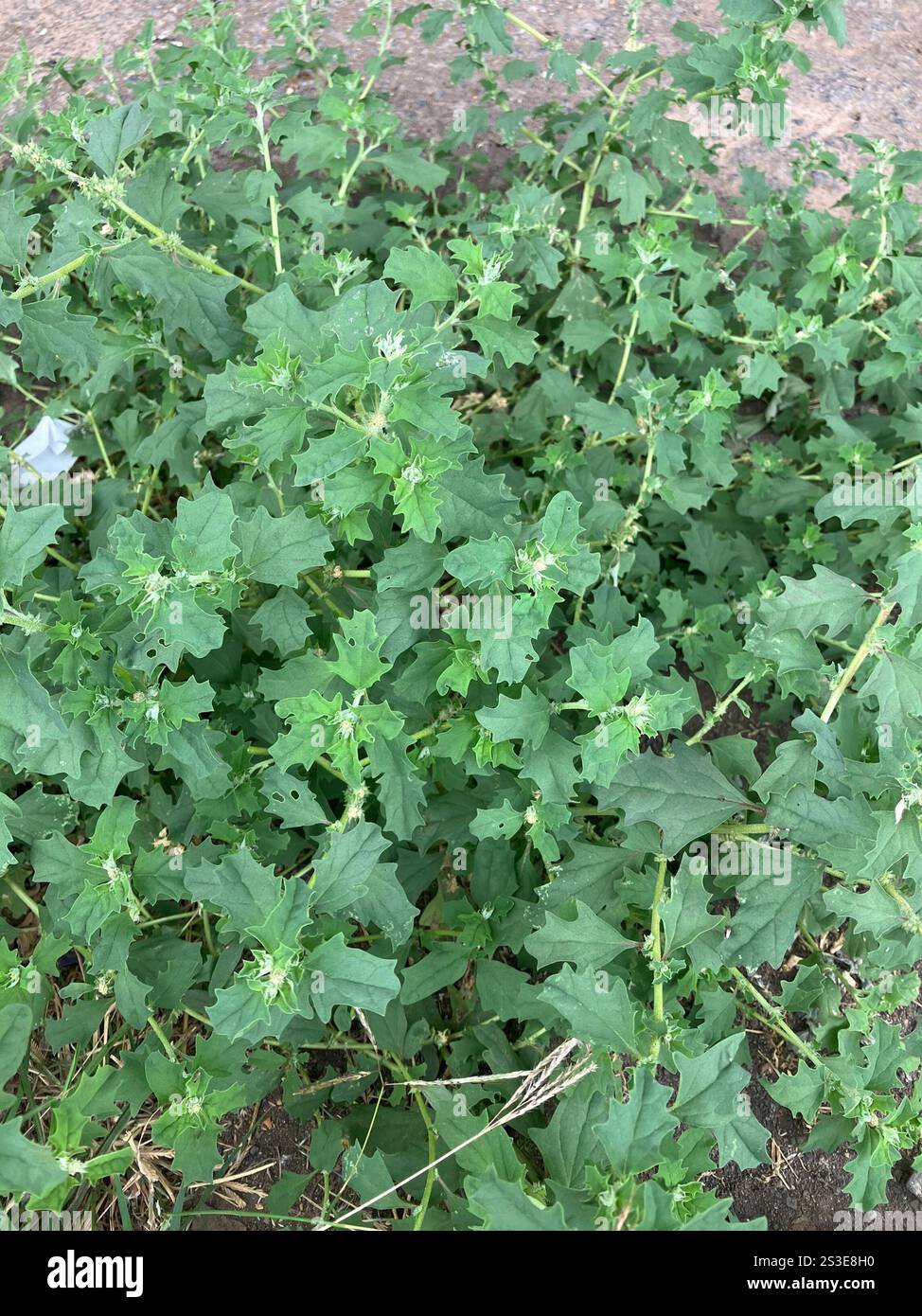 nettle-leaved goosefoot (Chenopodiastrum murale Stock Photo - Alamy