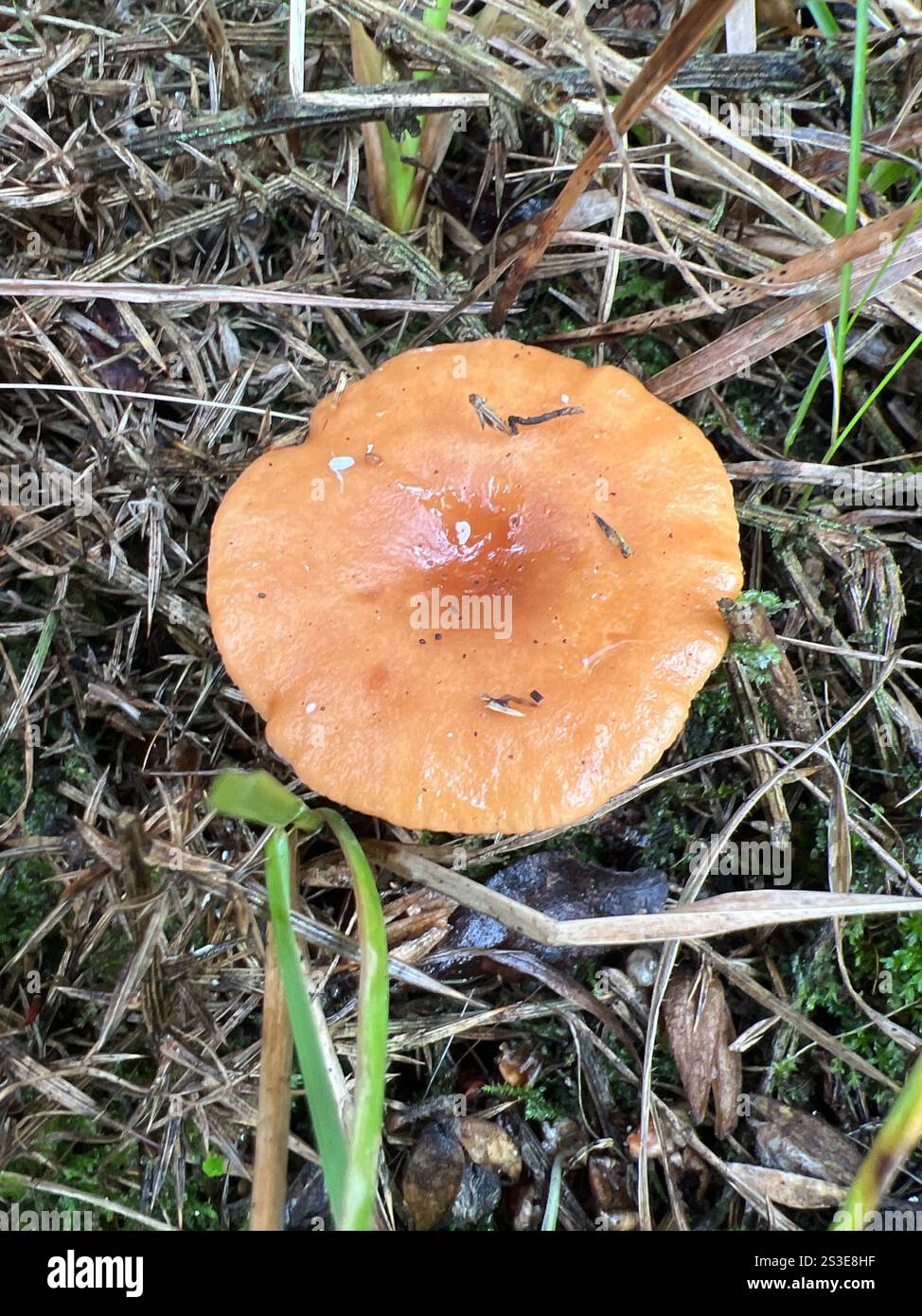 Orange Milkcap (Lactarius aurantiacus Stock Photo - Alamy