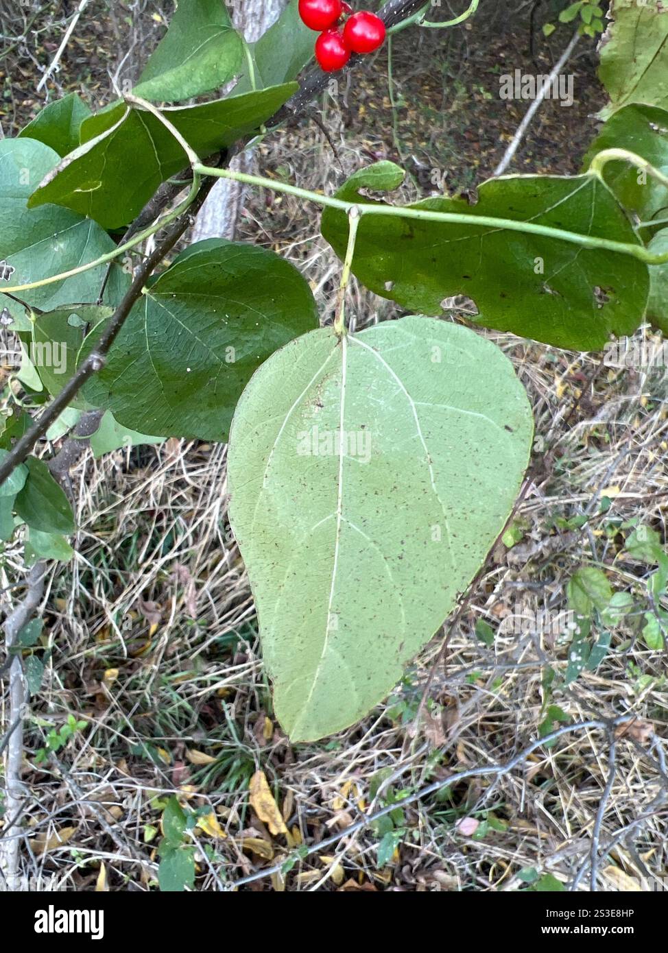 Carolina snailseed (Nephroia carolina Stock Photo - Alamy