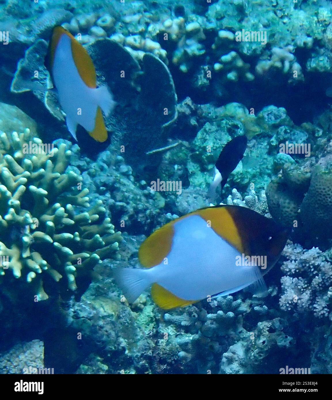 Pyramid Butterflyfish (Hemitaurichthys polylepis Stock Photo - Alamy