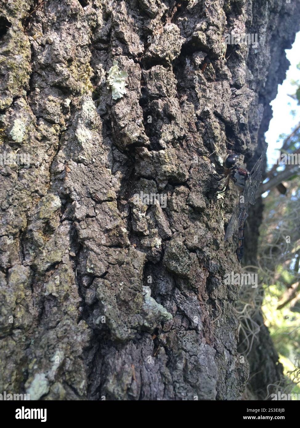 Great Blue Skimmer (Libellula vibrans Stock Photo - Alamy