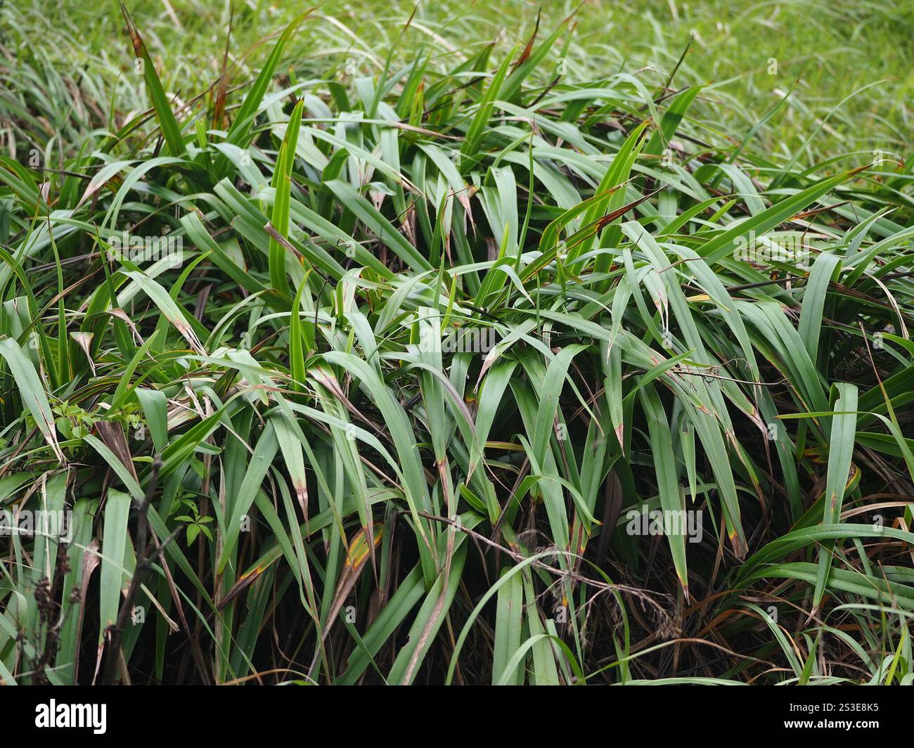 cerulean flax-lily (Dianella ensifolia Stock Photo - Alamy