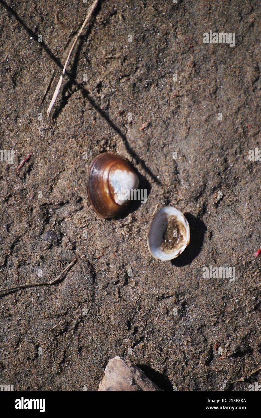 Grooved Fingernailclam (Sphaerium simile Stock Photo - Alamy
