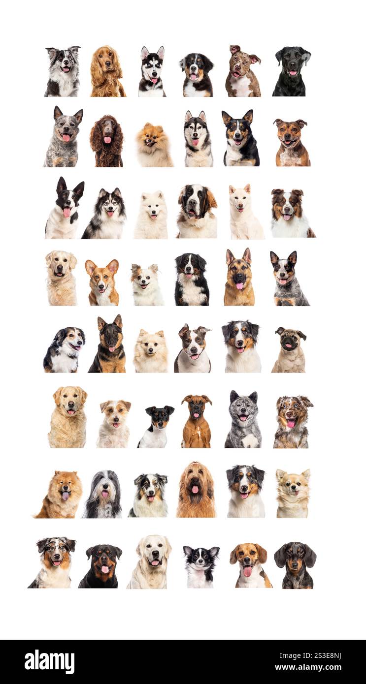 Collage of many different dogs breeds and size looking happy at the camera and panting on a ...