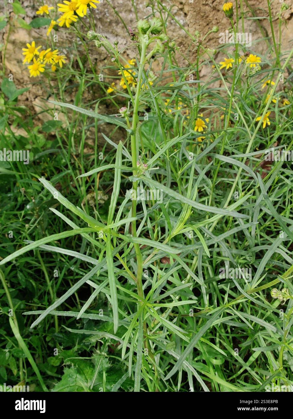 Narrow-leaved Ragwort (Senecio inaequidens Stock Photo - Alamy