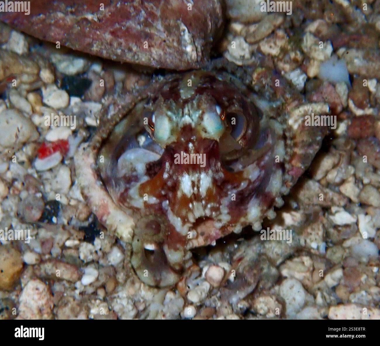 Typical Octopuses (Octopodidae Stock Photo - Alamy