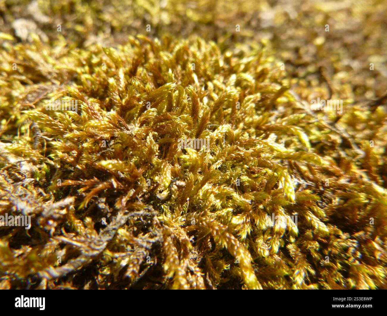 joint-toothed mosses (Bryopsida Stock Photo - Alamy