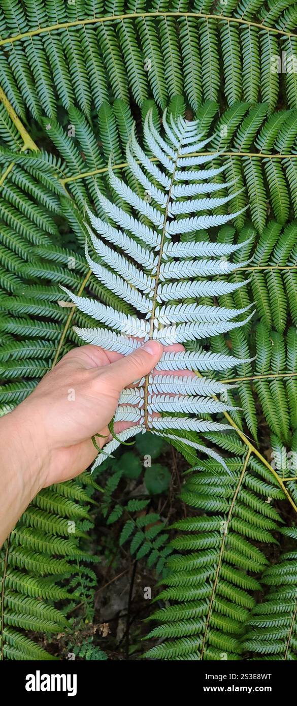 silver fern (Cyathea dealbata Stock Photo - Alamy