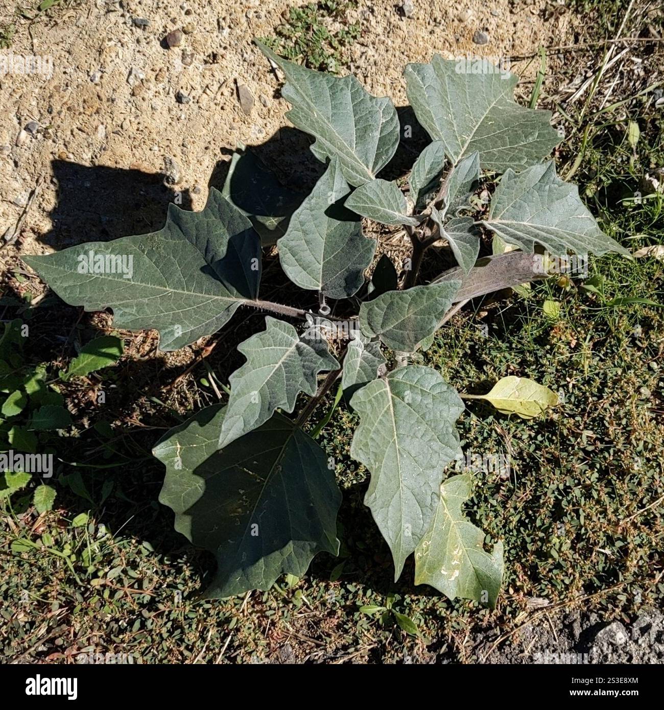 Sacred Datura (Datura wrightii Stock Photo - Alamy