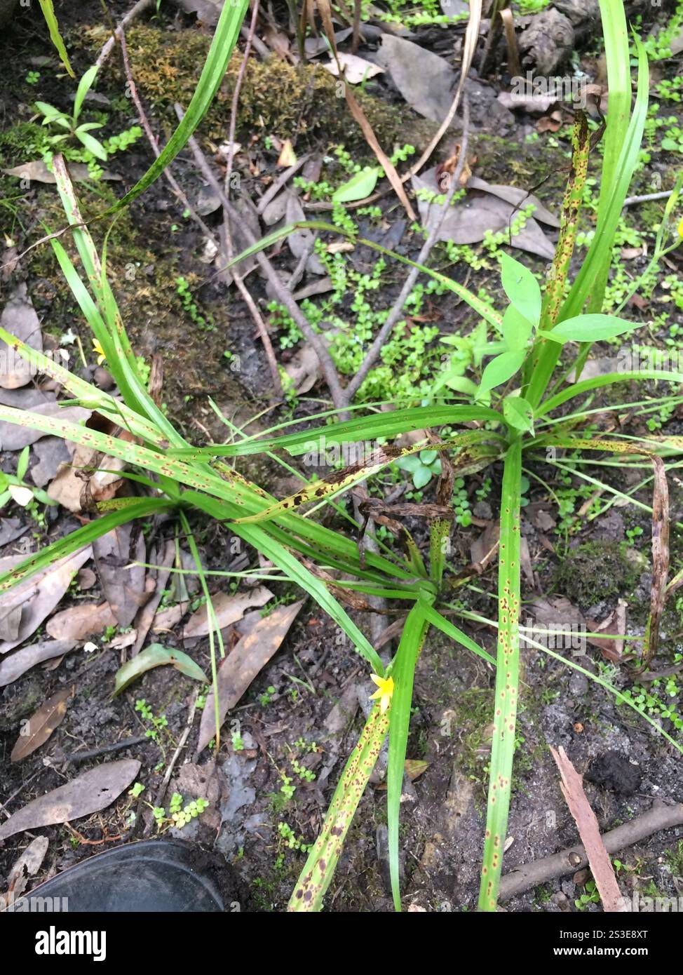 swamp star grass (Hypoxis curtissii Stock Photo - Alamy