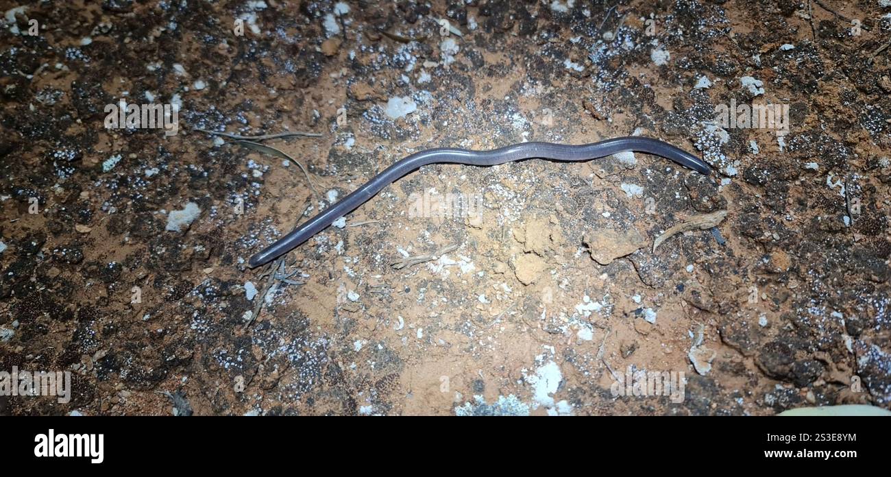 Dark-spined Blind Snake (Anilios bicolor Stock Photo - Alamy