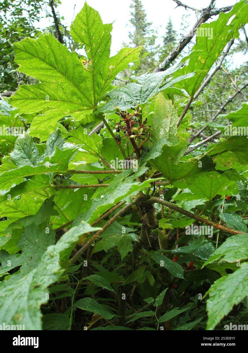 Devil's Club (Oplopanax horridus Stock Photo - Alamy