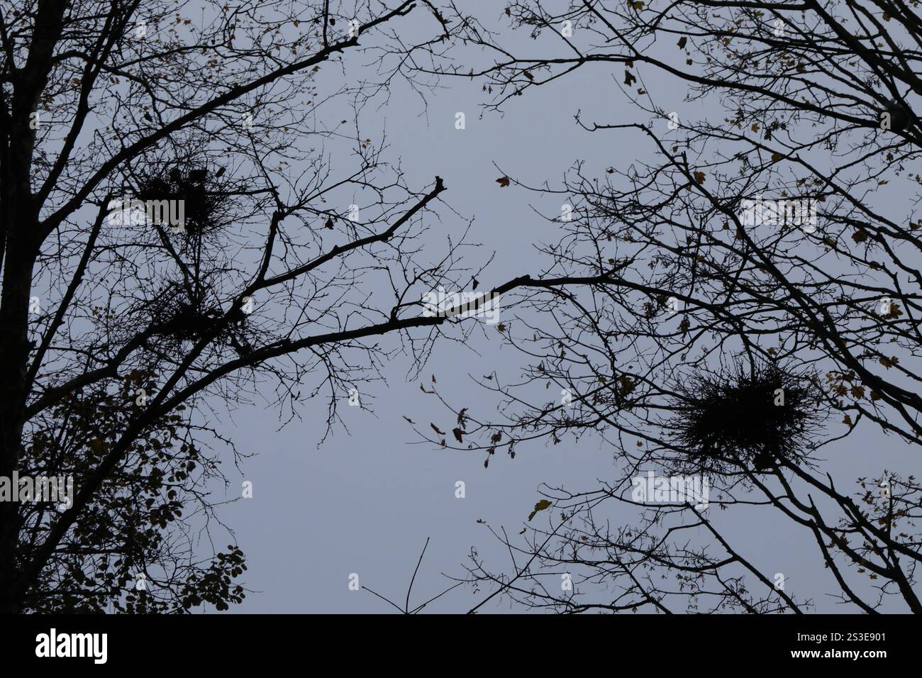 Birch Witch's-broom (Taphrina betulina Stock Photo - Alamy