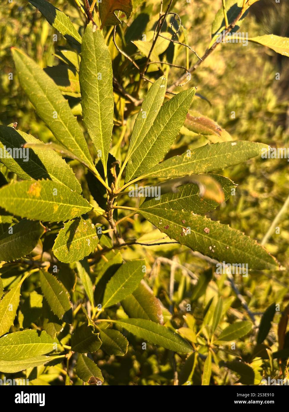 Toyon (Heteromeles arbutifolia Stock Photo - Alamy