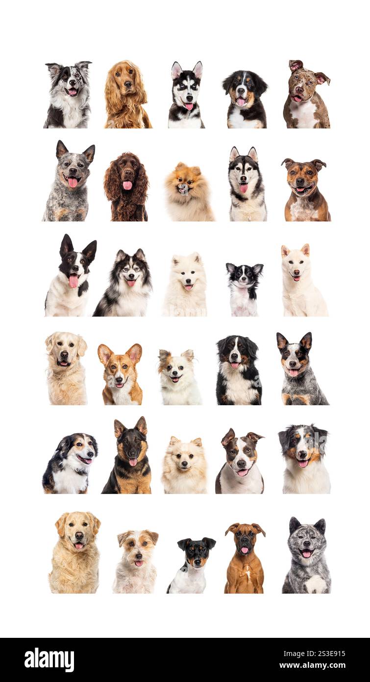 Collage of many different dogs breeds and size looking happy at the camera and panting on a ...