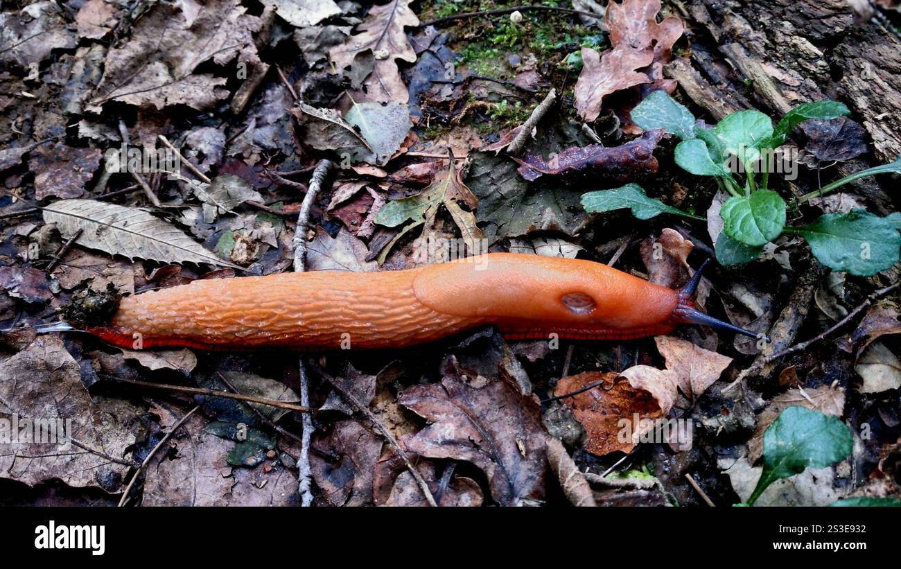 Spanish Slug (Arion vulgaris Stock Photo - Alamy