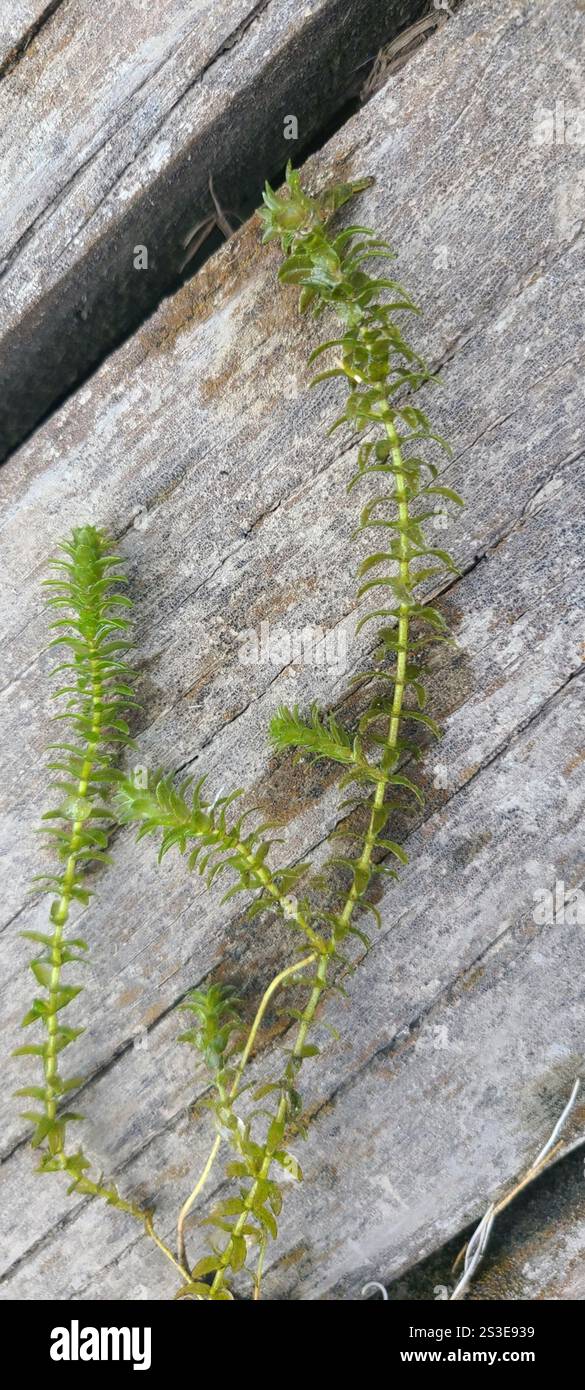 Canadian Waterweed (Elodea canadensis Stock Photo - Alamy