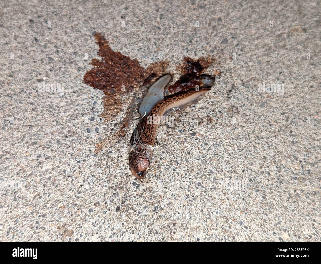 Leopard Slug (Limax maximus Stock Photo - Alamy