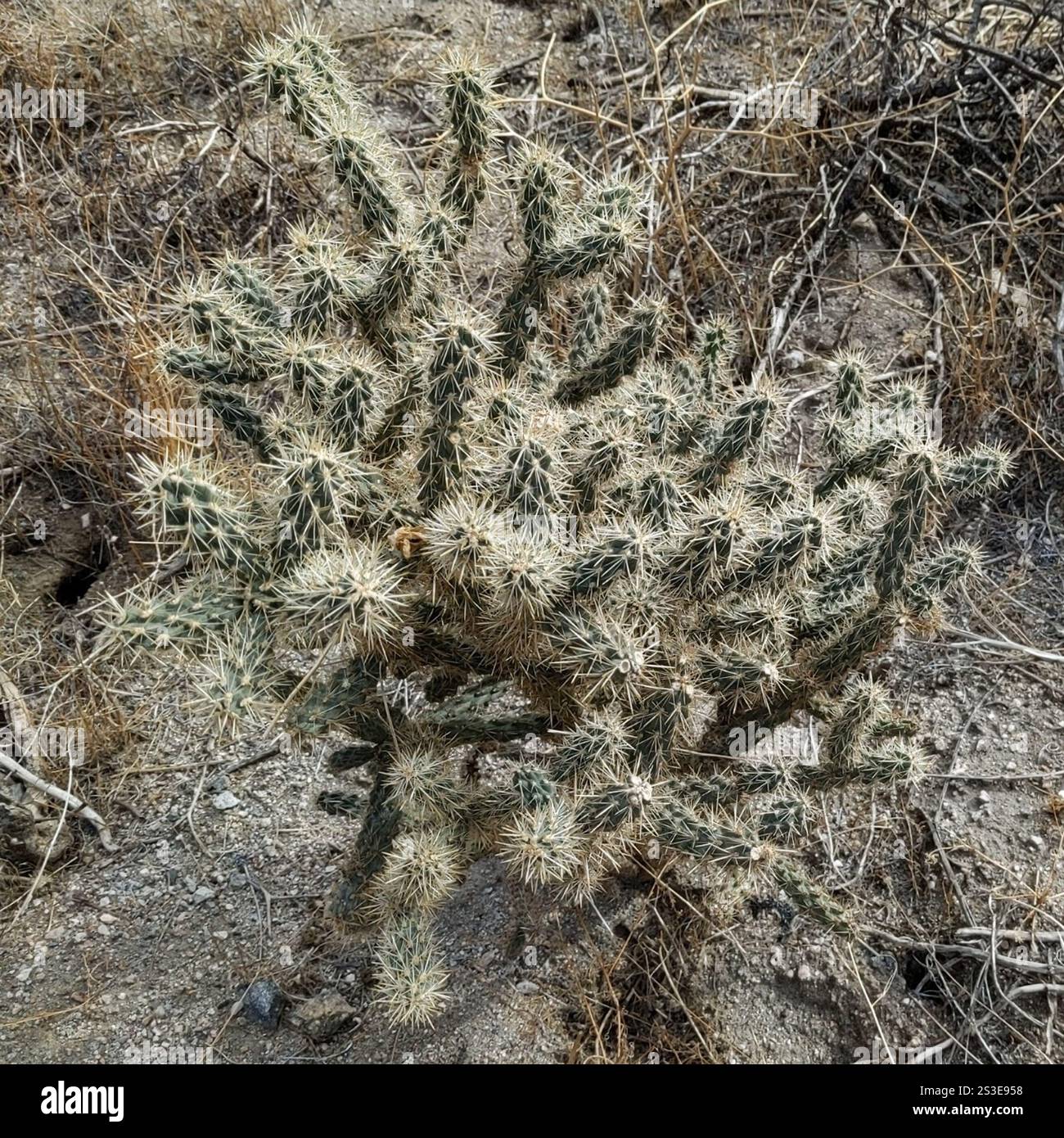 Silver Cholla (Cylindropuntia echinocarpa Stock Photo - Alamy