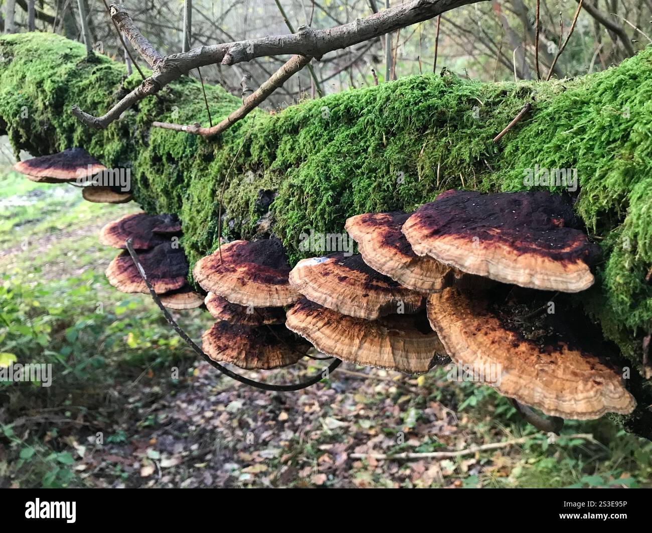 Thin-walled Maze Polypore (Daedaleopsis confragosa Stock Photo - Alamy