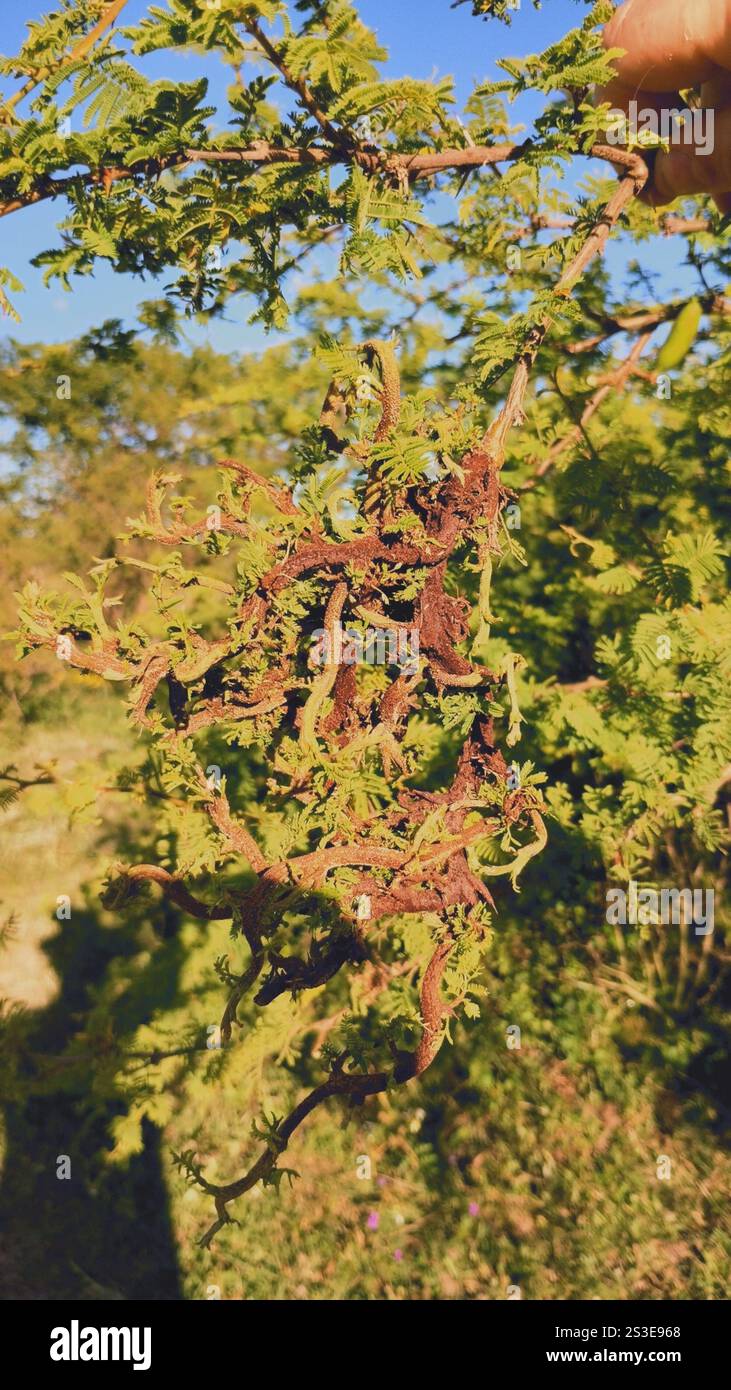 Ants, Bees, Wasps, and Sawflies (Hymenoptera Stock Photo - Alamy