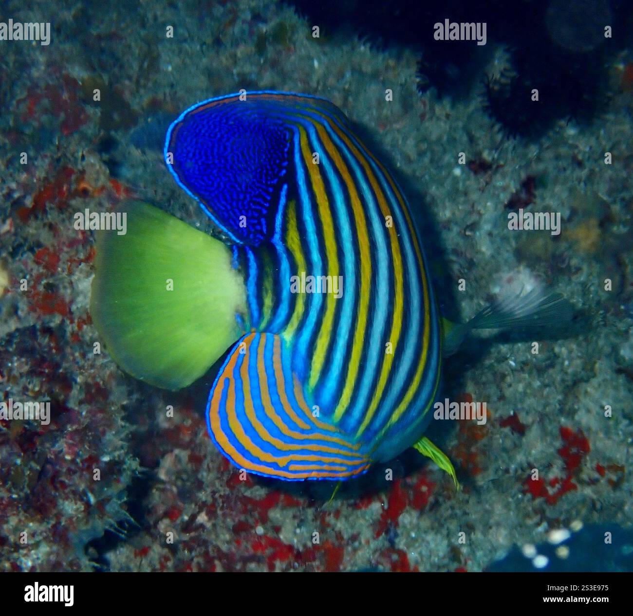 Regal Angelfish (Pygoplites diacanthus Stock Photo - Alamy
