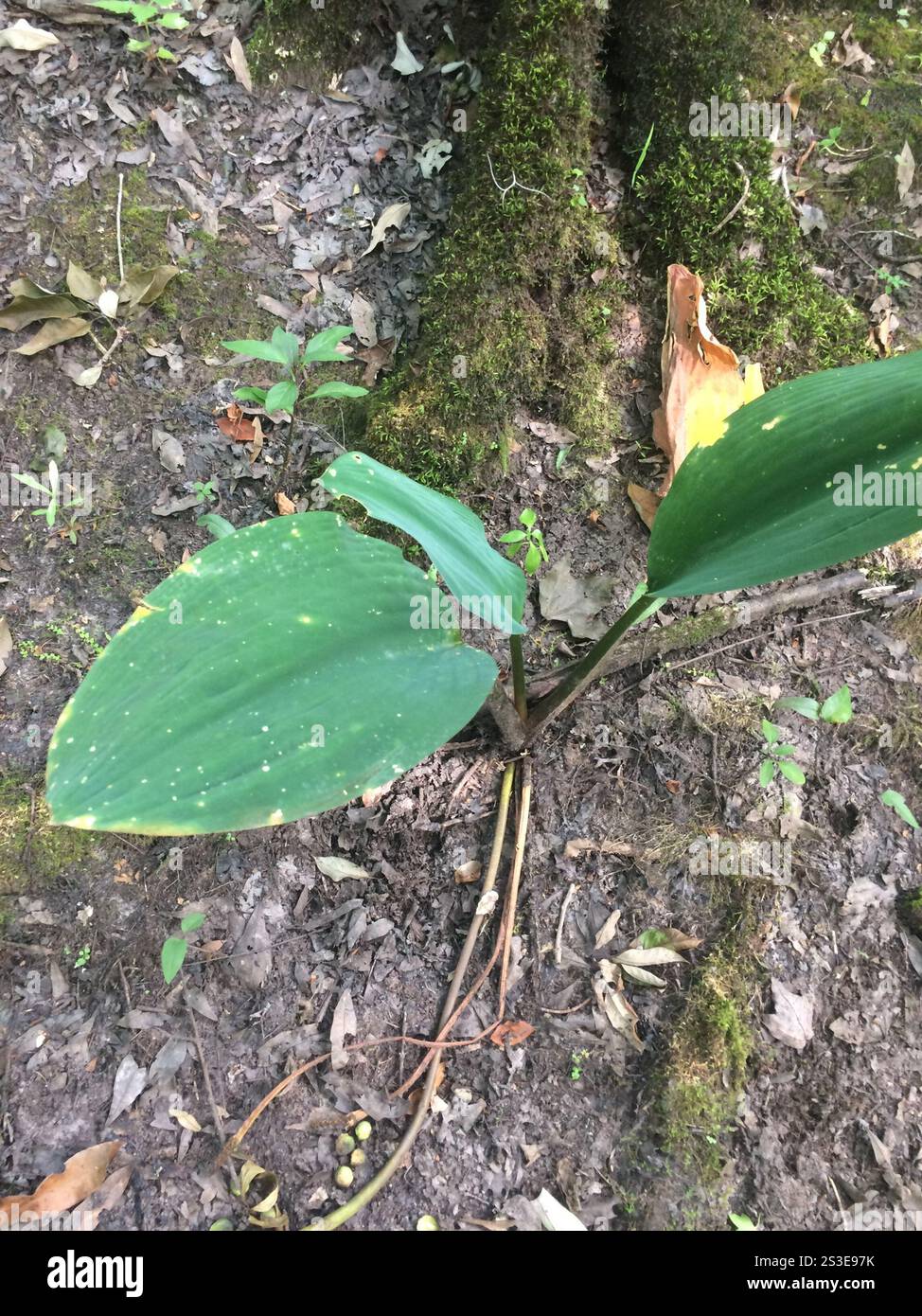 Golden club orontium aquaticum hi-res stock photography and images - Alamy