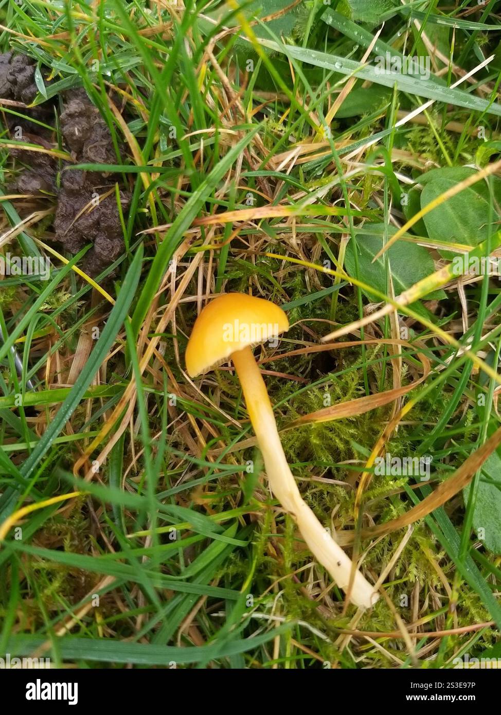 Parrot Mushroom (Gliophorus psittacinus Stock Photo - Alamy